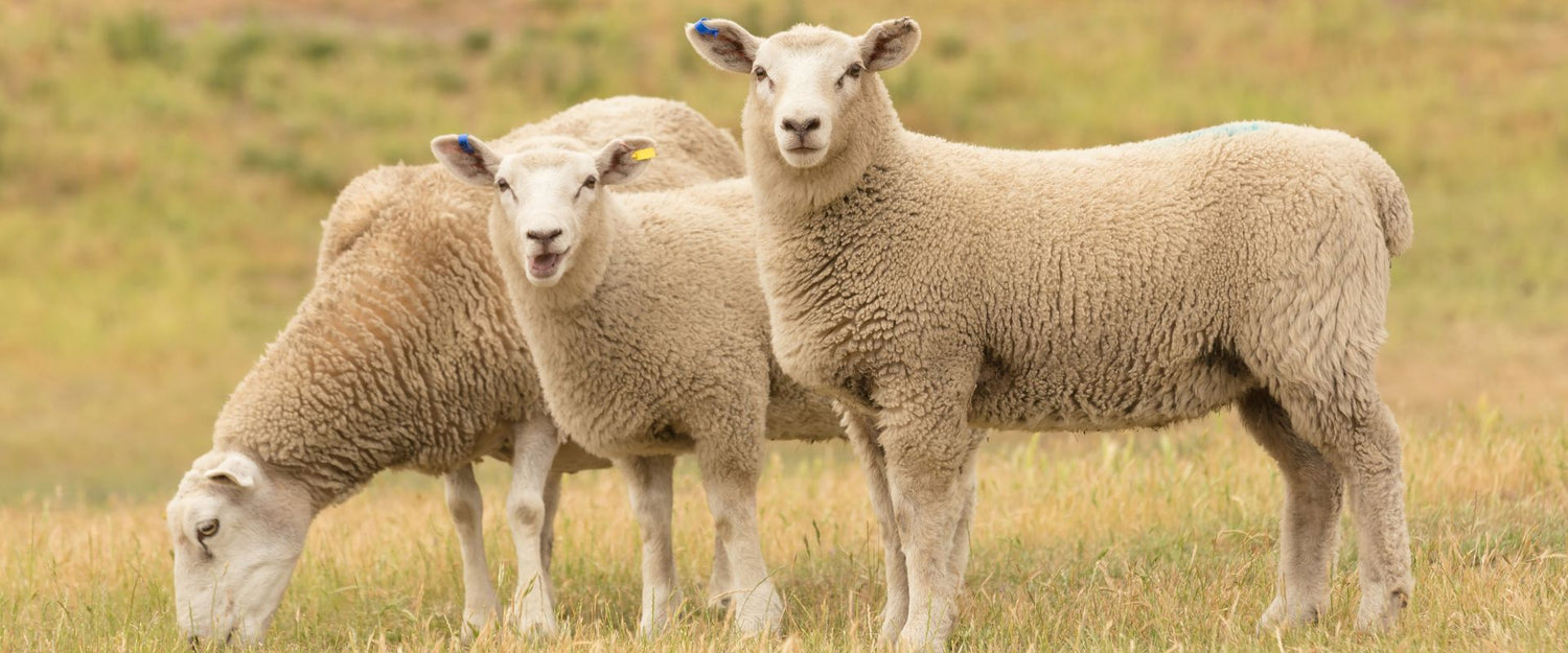 12 Benefits of Shearing Sheep Regularly – The Sheep Shearer
