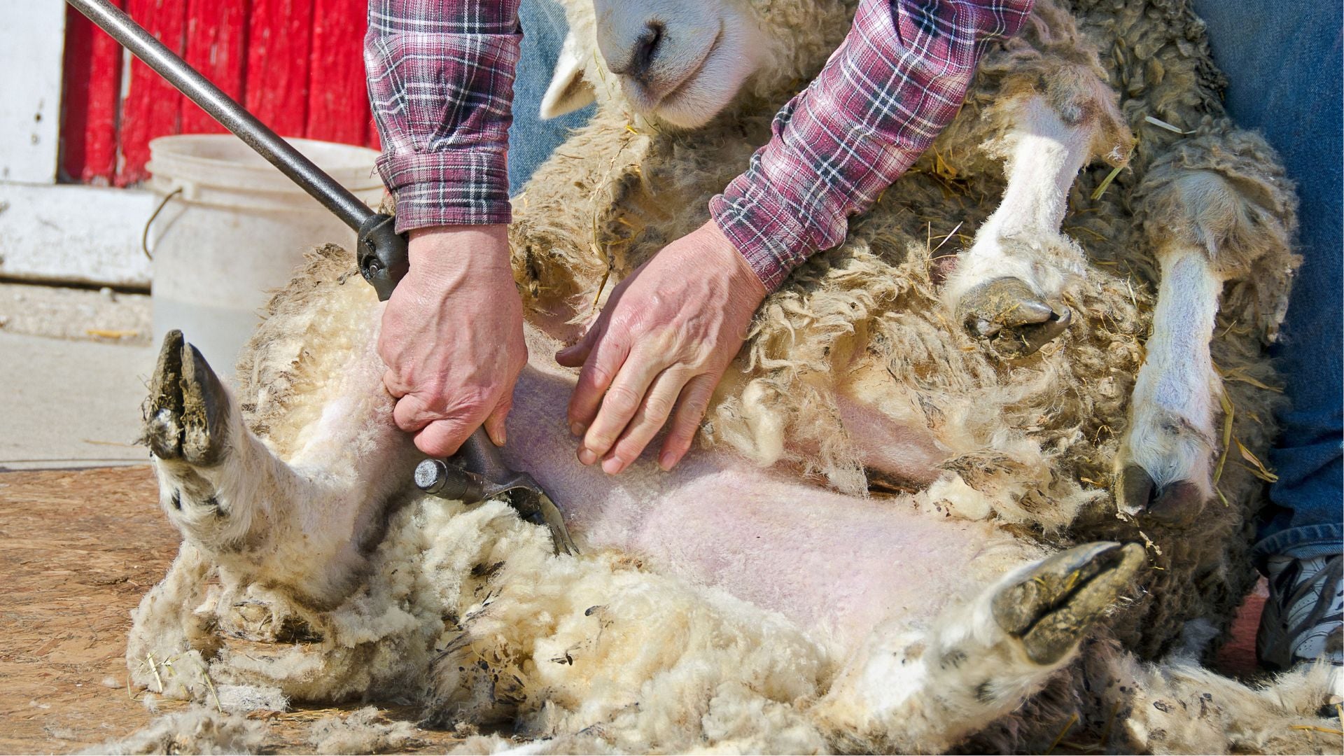 Crutching - Mobile Sheep Crutching – The Sheep Shearer